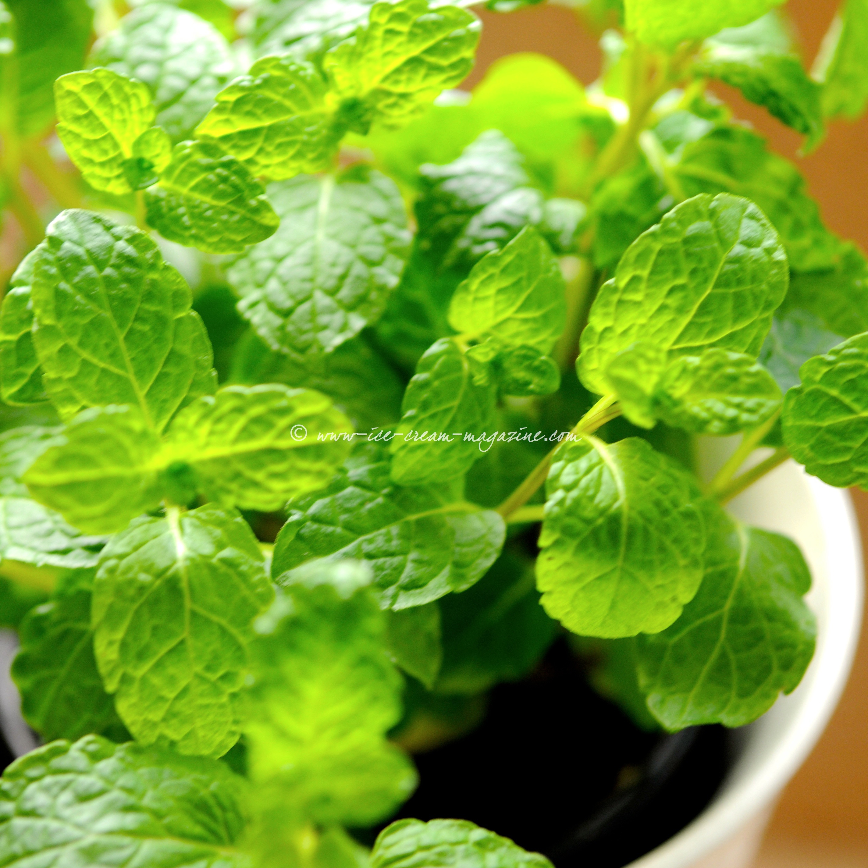 Apple, cucumber and mint sorbet. | ice cream magazines