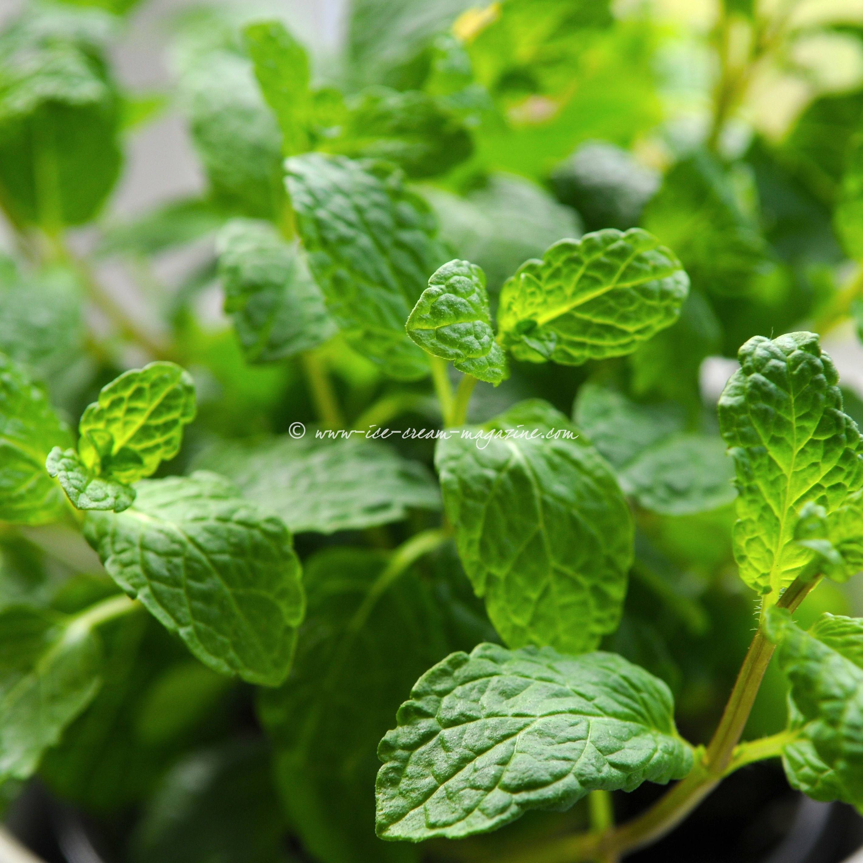 mint raw 2 | ice cream magazines