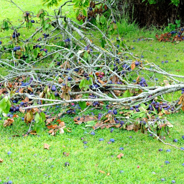 Damson in Distress ( not really its a semifreddo ) | ice cream magazines